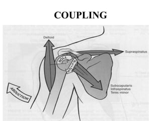 Teres minor tear test | PPT