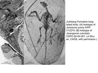 Teórico_Avees fósiles aves cronología.pdf