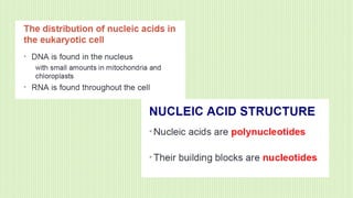 Term 2-Chapter 1-Material 1-NUCLEIC ACIDS.pptx