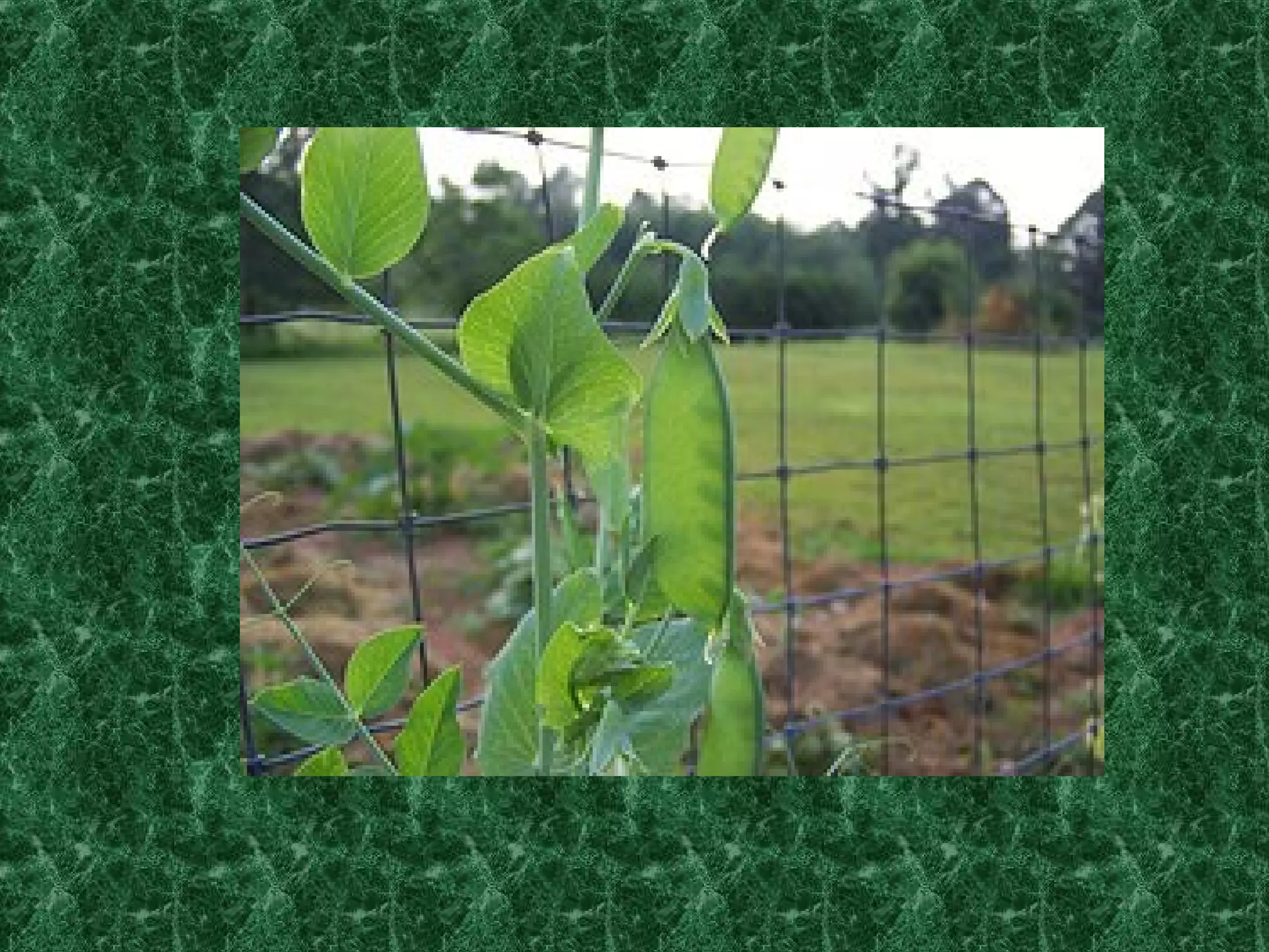 Term 3 lesson 1 granny’s garden | PPT