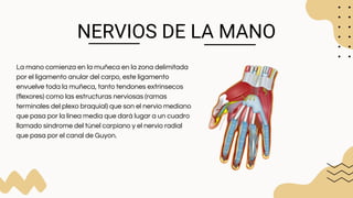 terminaciones nerviosas mano y antebrazo.pdf