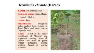 Terminalia chebula - Copy.pptx