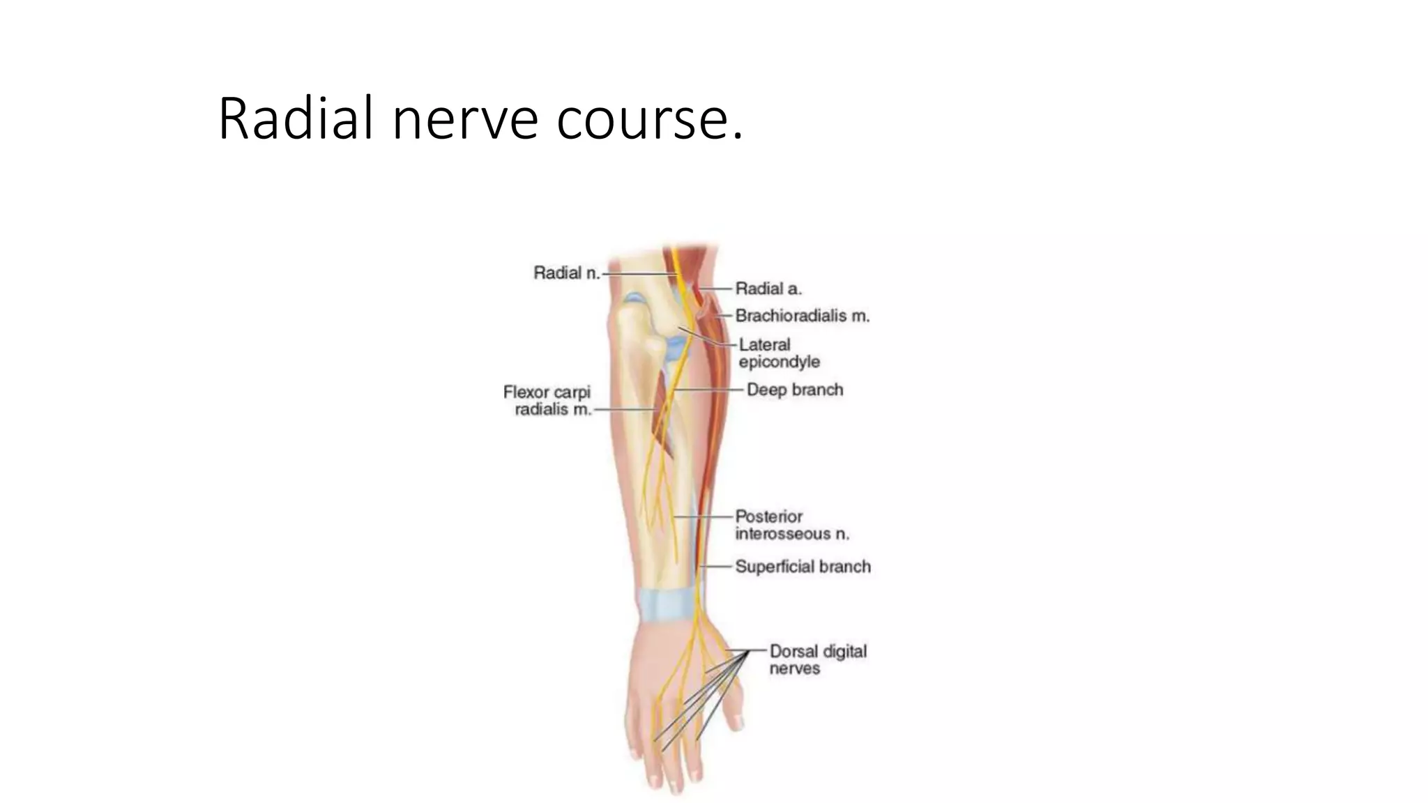 terminal nerve block.pptx