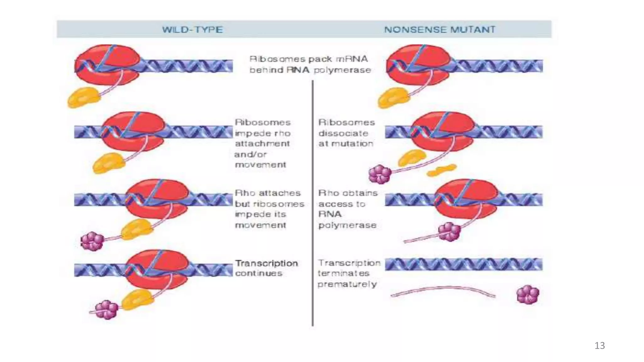 Bacterial RNA Polymerase Termination ( Intrinsic and Rho dependent ...