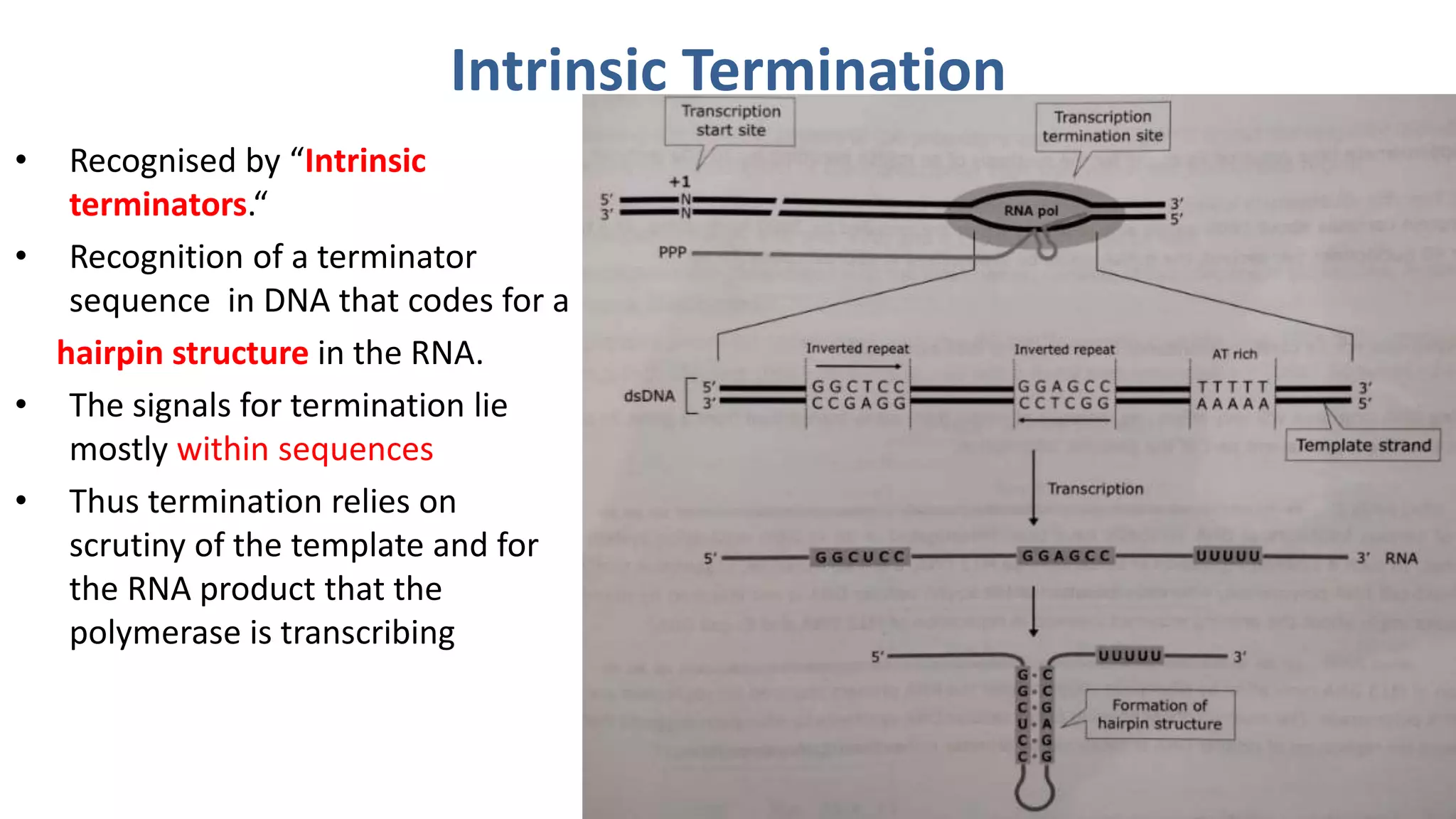 Bacterial RNA Polymerase Termination ( Intrinsic and Rho dependent ...