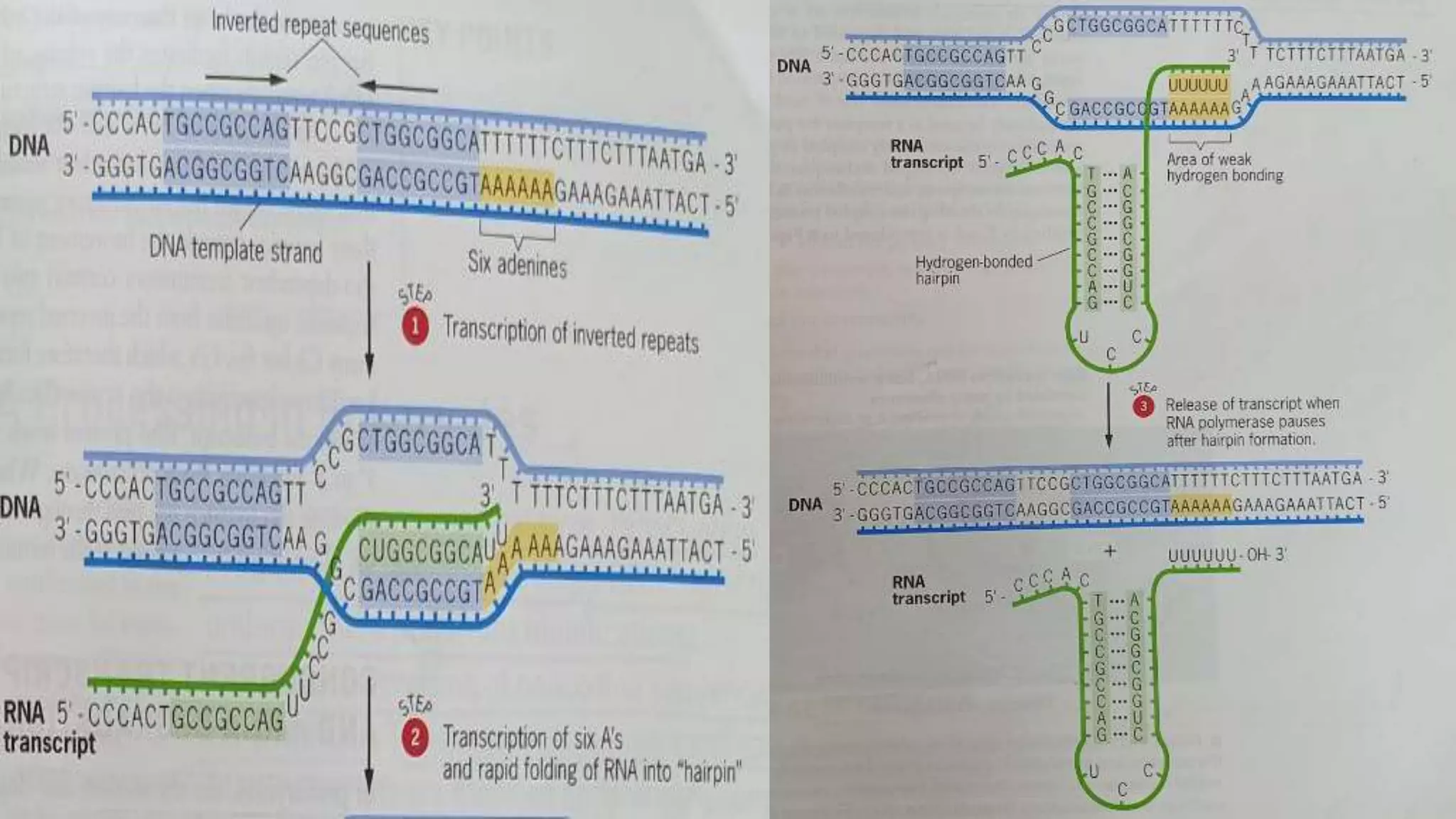 Bacterial RNA Polymerase Termination ( Intrinsic and Rho dependent ...