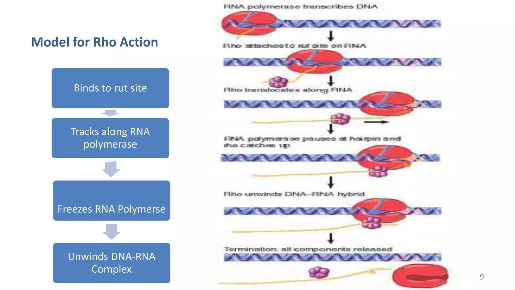 Bacterial RNA Polymerase Termination ( Intrinsic and Rho dependent ...