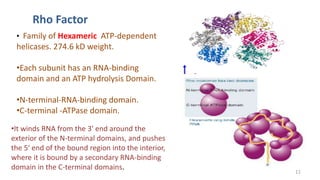 Bacterial RNA Polymerase Termination ( Intrinsic and Rho dependent ...