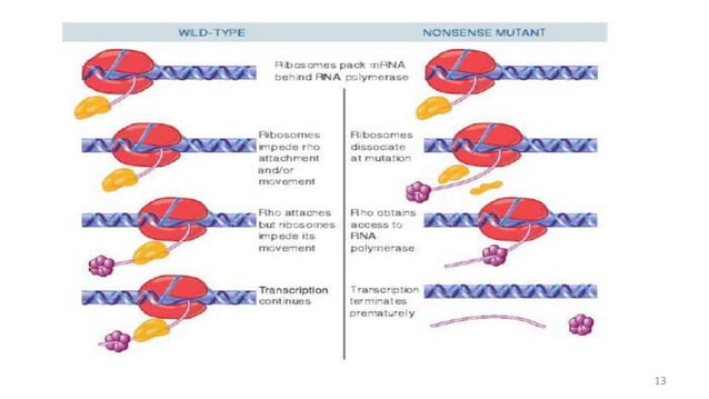 Bacterial RNA Polymerase Termination ( Intrinsic and Rho dependent ...