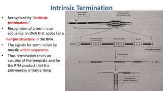 Bacterial RNA Polymerase Termination ( Intrinsic and Rho dependent ...