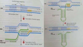 Bacterial RNA Polymerase Termination ( Intrinsic and Rho dependent ...