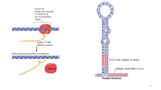 Bacterial RNA Polymerase Termination ( Intrinsic and Rho dependent ...