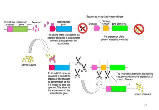 Terminator technology | PPTX