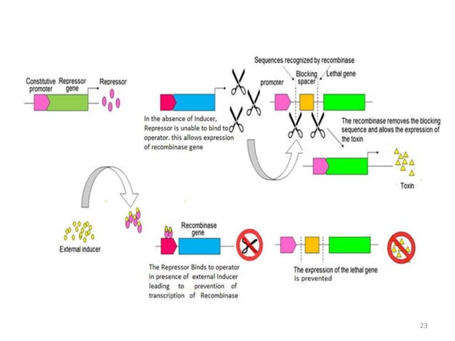 Terminator gene technology & its applications in crop improvement ...