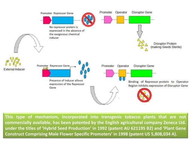 Terminator gene technology & its applications in crop improvement ...