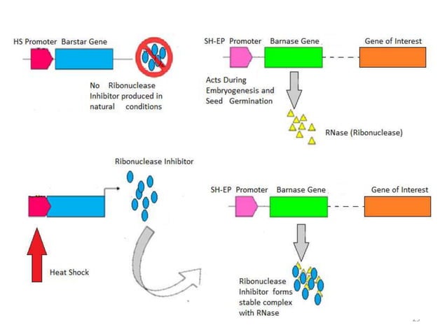 Terminator gene technology & its applications in crop improvement ...