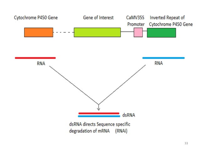 Terminator gene technology & its applications in crop improvement ...