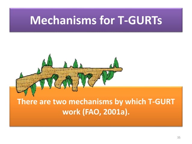 Terminator gene technology & its applications in crop improvement ...