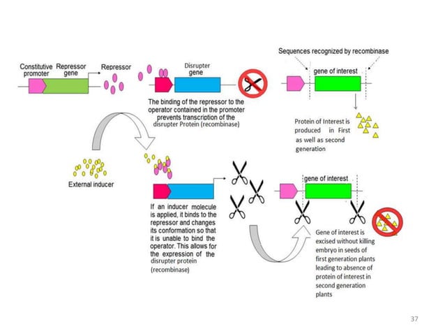 Terminator gene technology & its applications in crop improvement ...