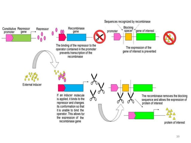 Terminator gene technology & its applications in crop improvement ...