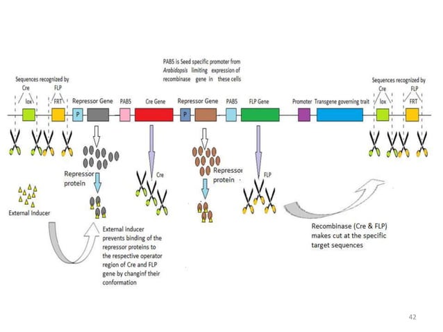 Terminator gene technology & its applications in crop improvement ...