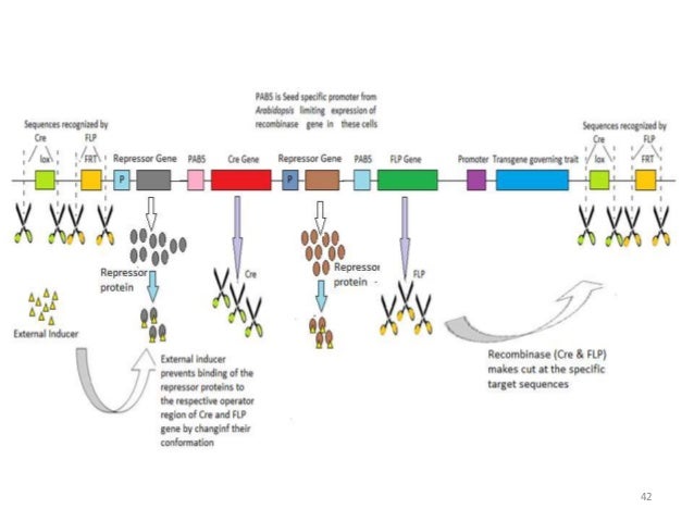 Terminator gene technology & its applications in crop improvement