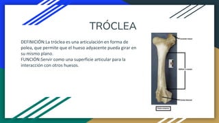 terminología anatómica medicina veterinaria | PPTX
