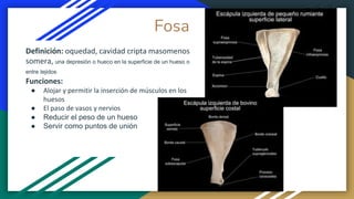 terminología anatómica medicina veterinaria | PPTX
