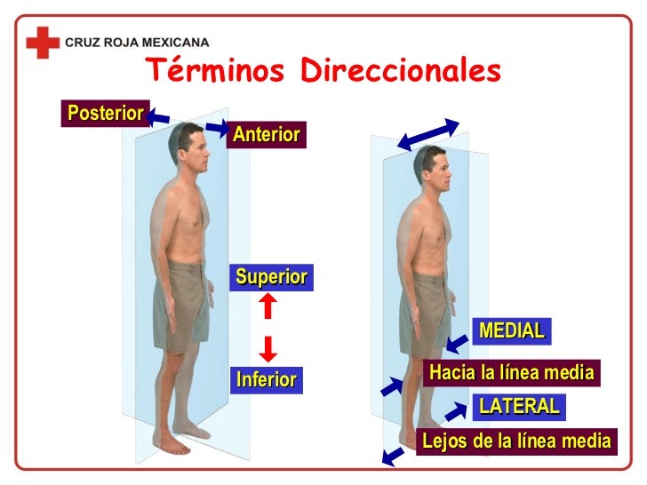 TerminologíA MéDica, TéRminos De DireccióN Y LocalizacióN