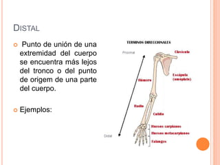 Terminología medica | PPTX
