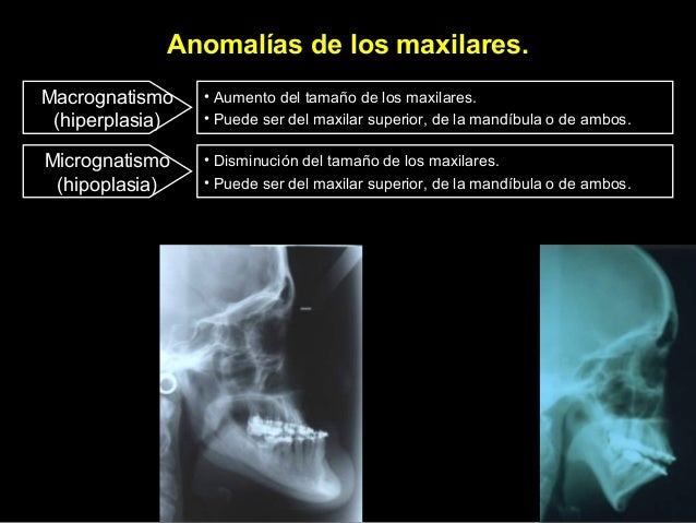 Terminologia ortodontica