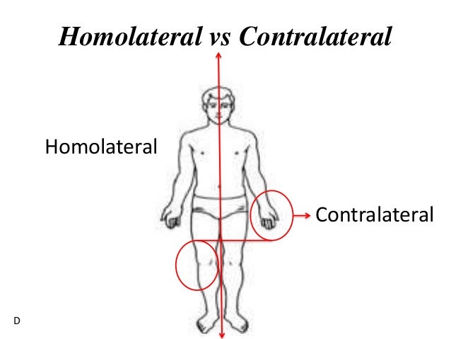 Terminología sobre Posiciones Radiológicas