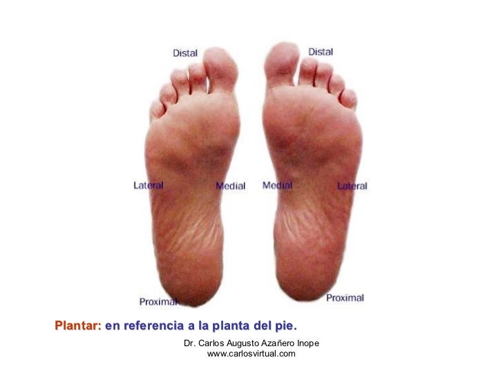 Terminologia Anatomica