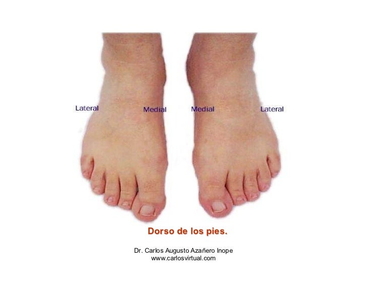 Terminologia Anatomica