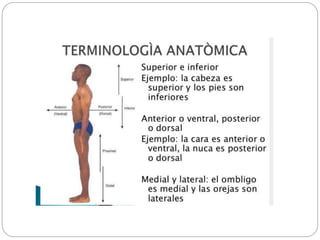 Terminología Anatómica PDF Términos Anatómicos De Ubicación Anatomía ...
