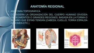 Terminologia Anatomica | PPTX