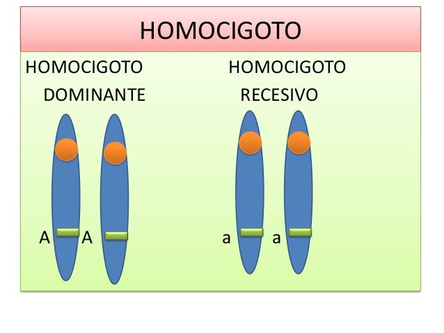 Terminologia de la genetica