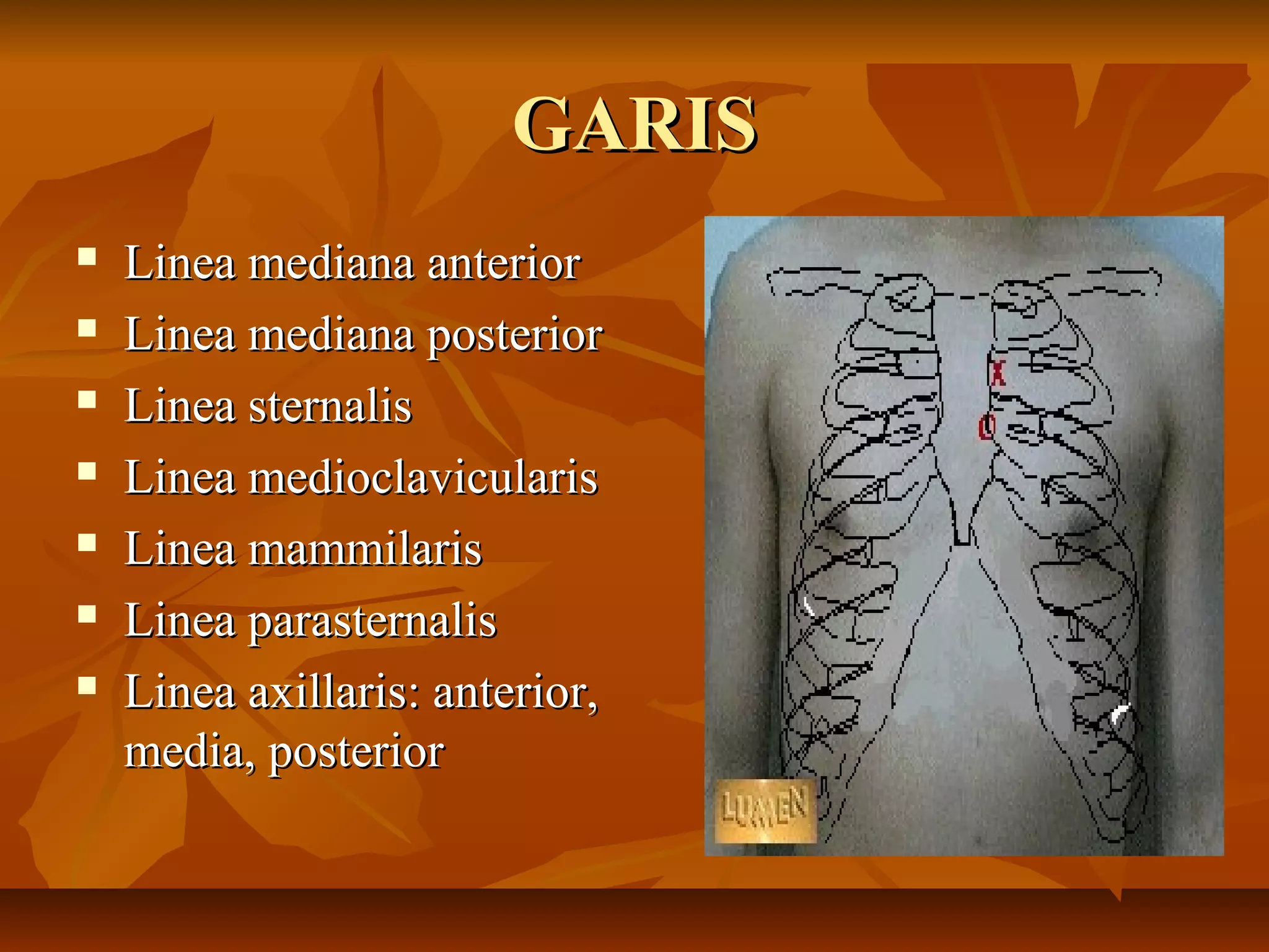 Terminologi anatomi | PPT