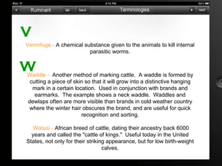 Terminologies of Bovine | PPT