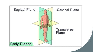 X-ray imaging planes and terminologies | PPT