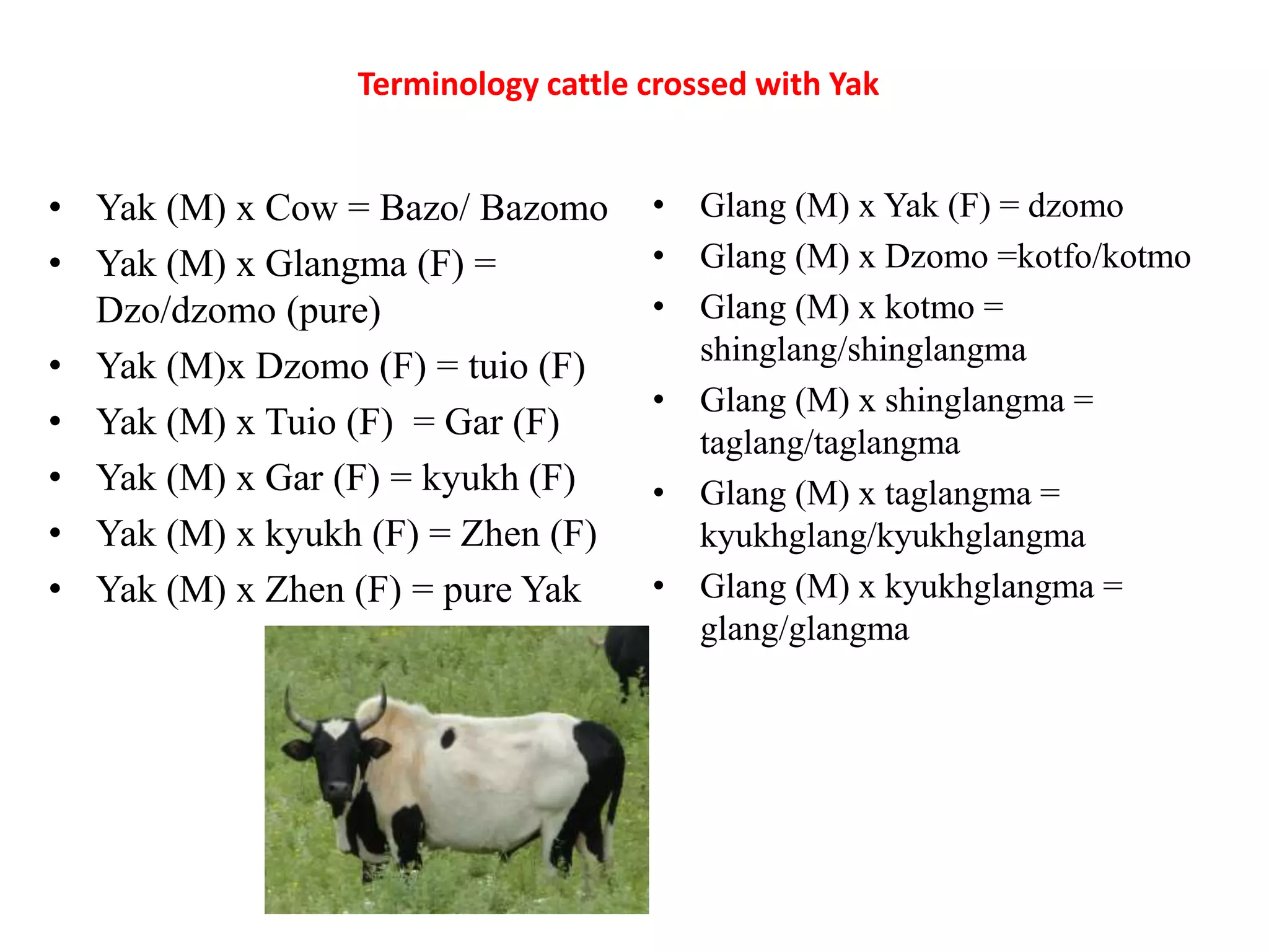 Terminology: Yak crossed with local cattle | PPT