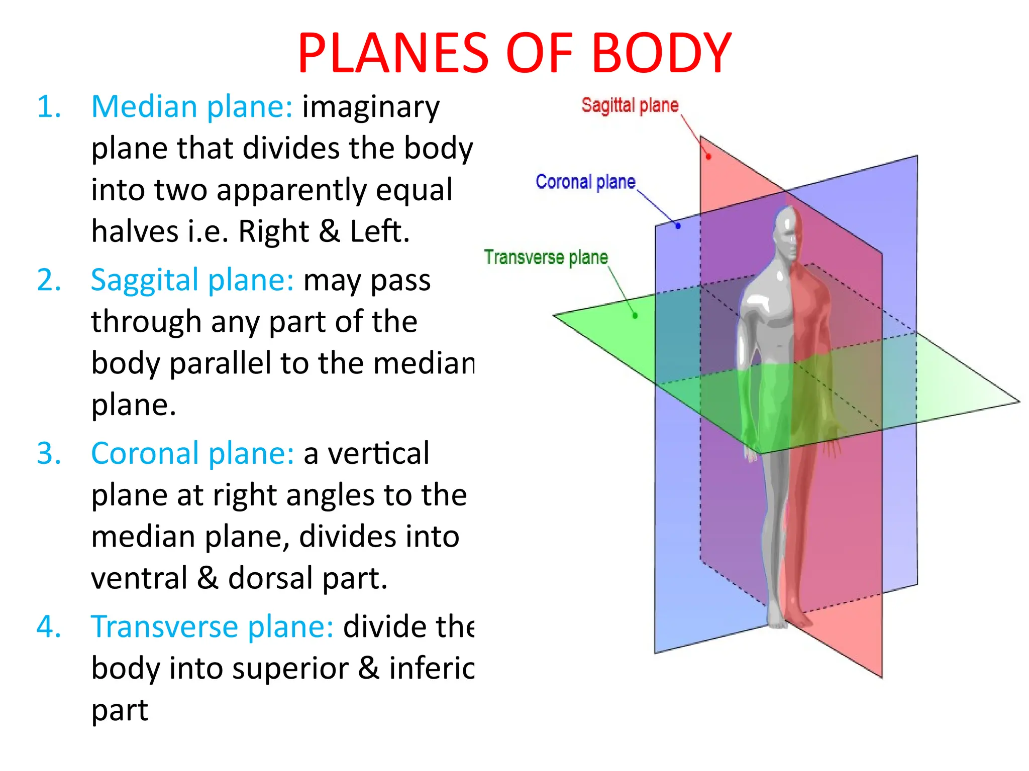 terminology in anatomy for UG 1st Year.pptx