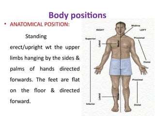 terminology in anatomy for UG 1st Year.pptx