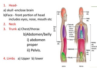 terminology in anatomy for UG 1st Year.pptx