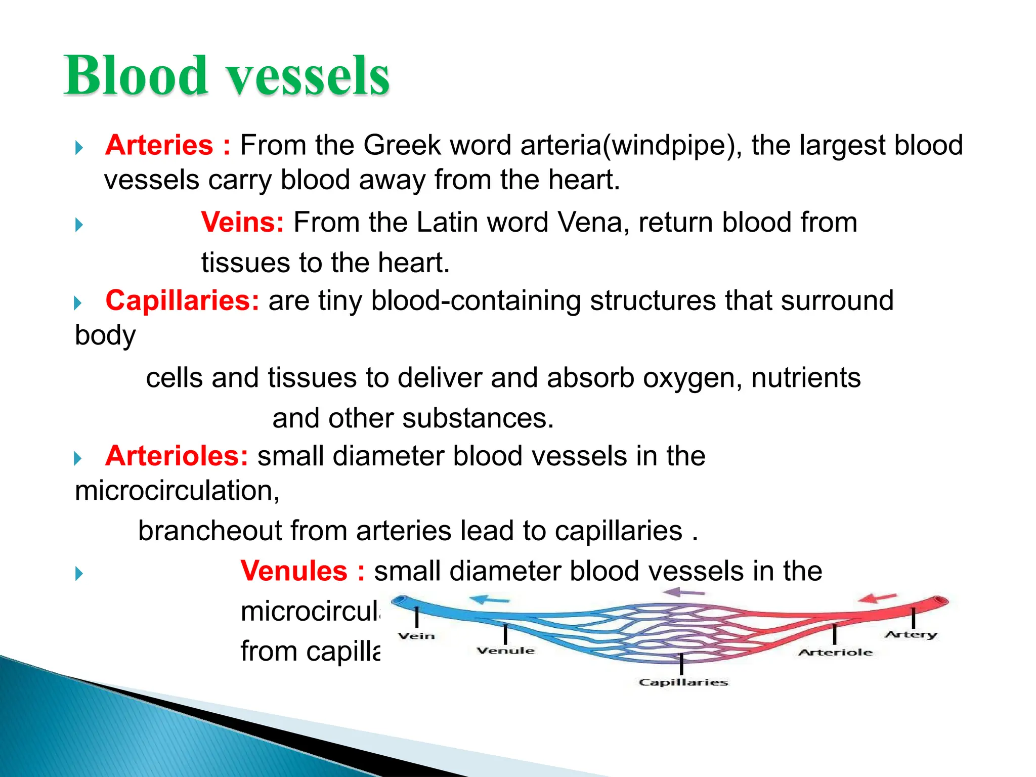terminology 9 cardio vascular vs 2024-2025.pptx