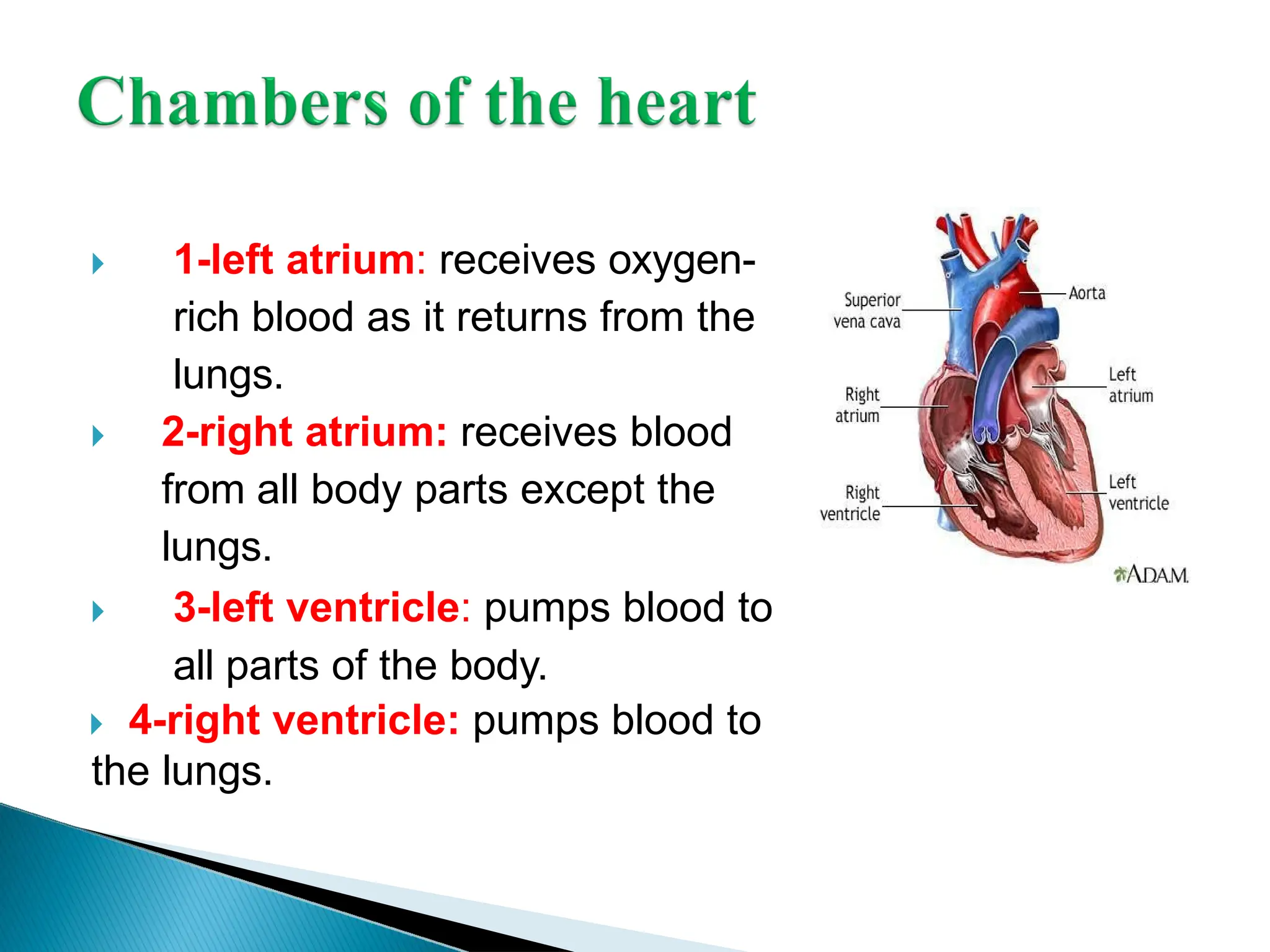terminology 9 cardio vascular vs 2024-2025.pptx
