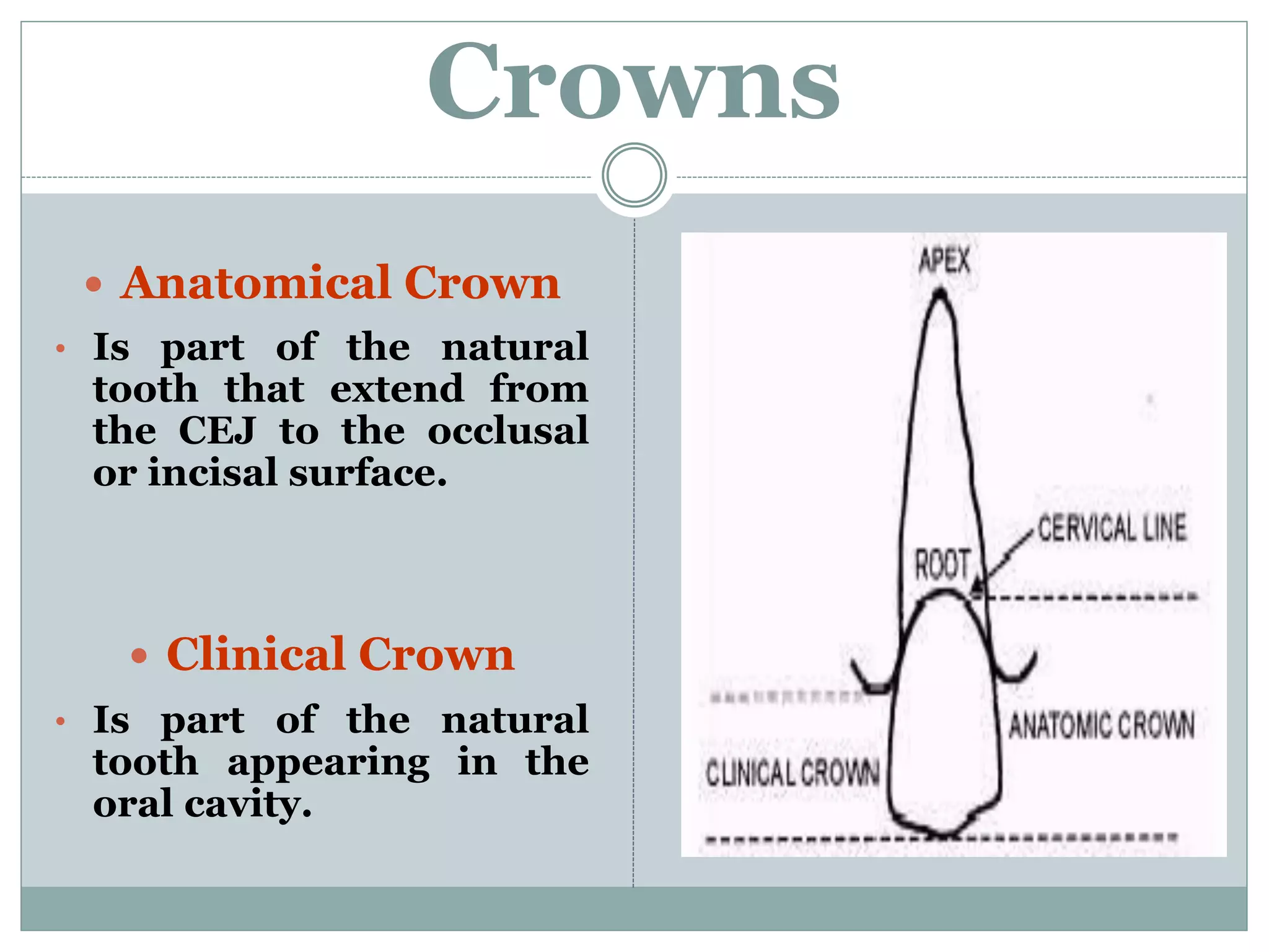 Terminology and classification of fixed prosthodontics | PDF