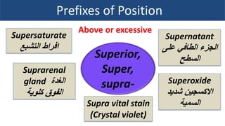 Terminology lect (1,2)_amany_mohamed_e_lshamy | PDF