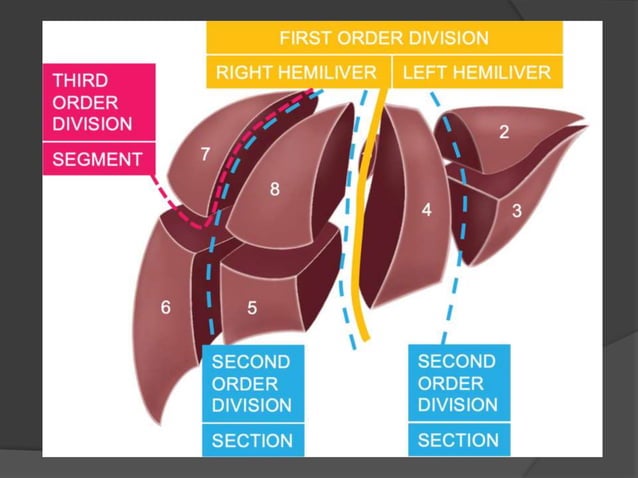 Terminology of liver anatomy and resections.pptx