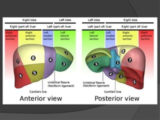 Terminology of liver anatomy and resections.pptx